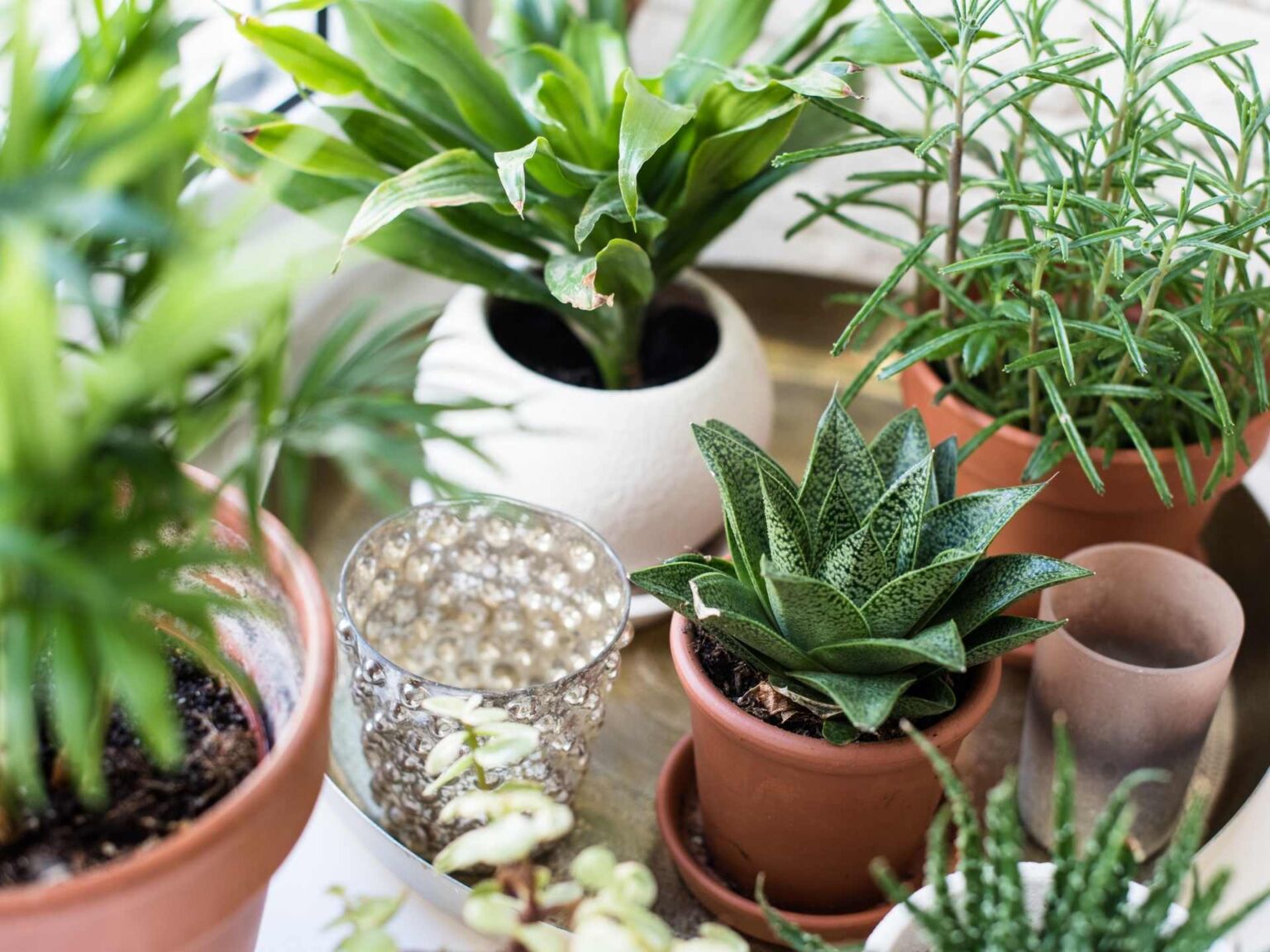 How To Care For Indoor Plants (10+ Tips For Beginners)