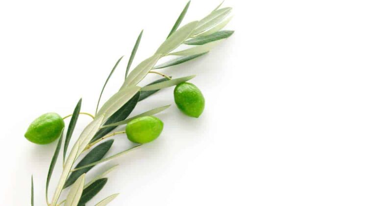 Best Indoor Plants For Arizona + Plant Care Tips