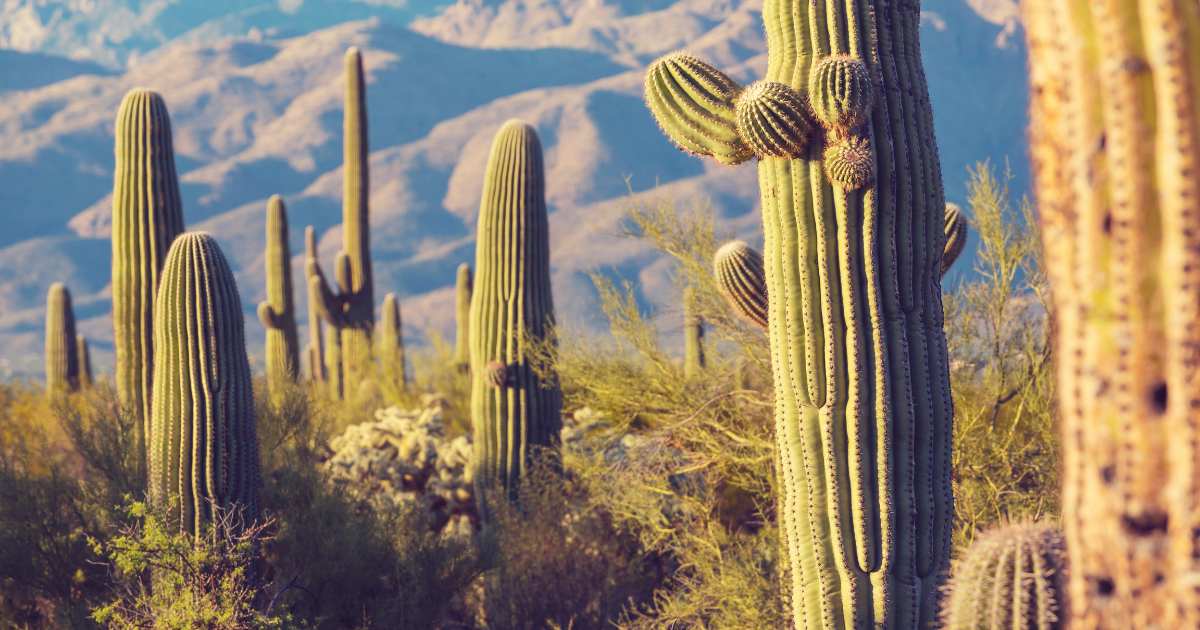 When To Plant Roses In Arizona + Best Rose Growing Tips