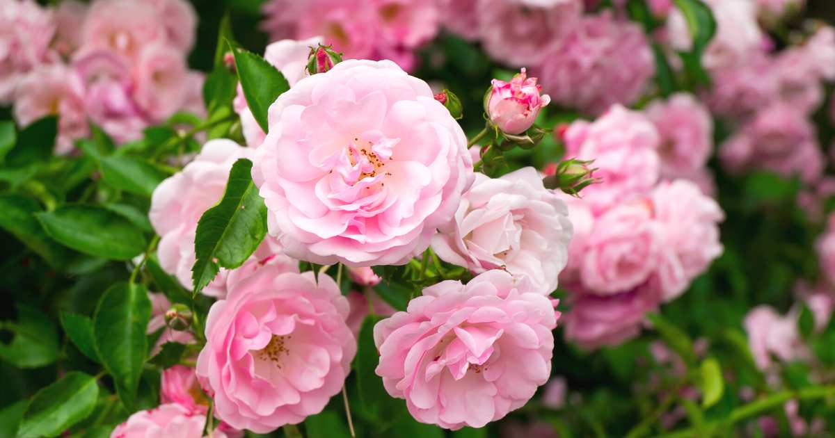 When To Plant Roses In Arizona + Best Rose Growing Tips