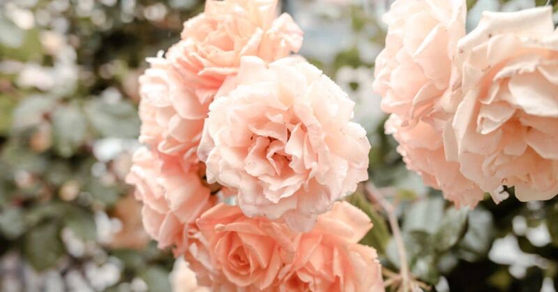 When To Plant Roses In Arizona + Best Rose Growing Tips